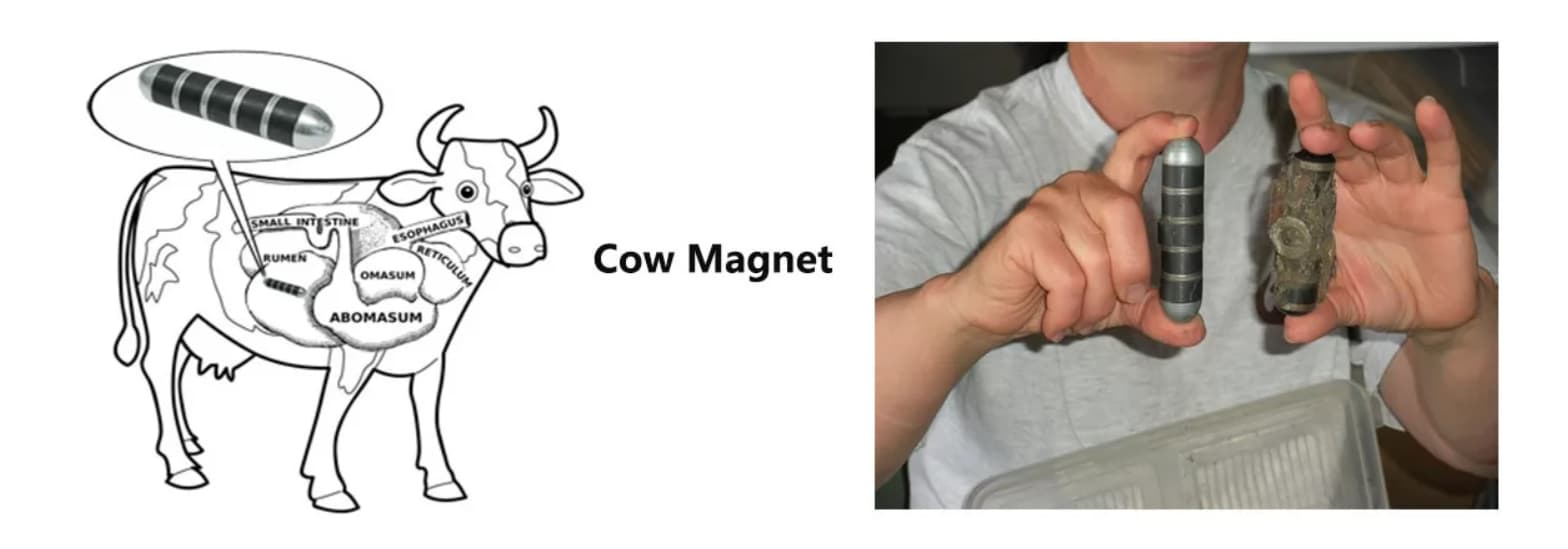 How to use cow magnet correctly and its principle?